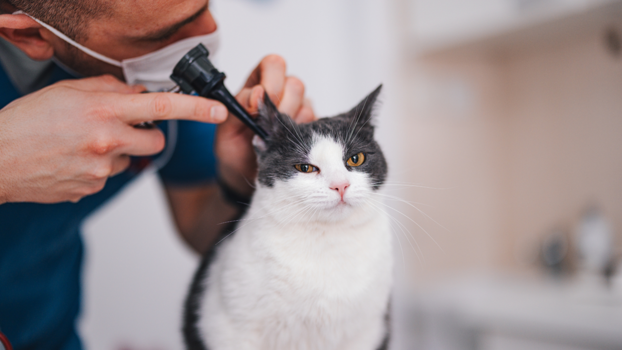 Pet BAER Testing In Covington, LA | Hillside Veterinary Associates